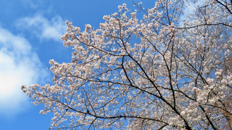 不動の滝の桜今日も ｜パソコン直し屋データピット | データピット｜裾野市のパソコン直し屋（修理・操作・相談）
